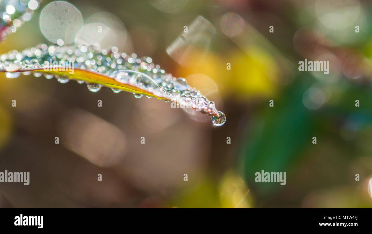 Macro raindrop on leaf hi-res stock photography and images - Alamy