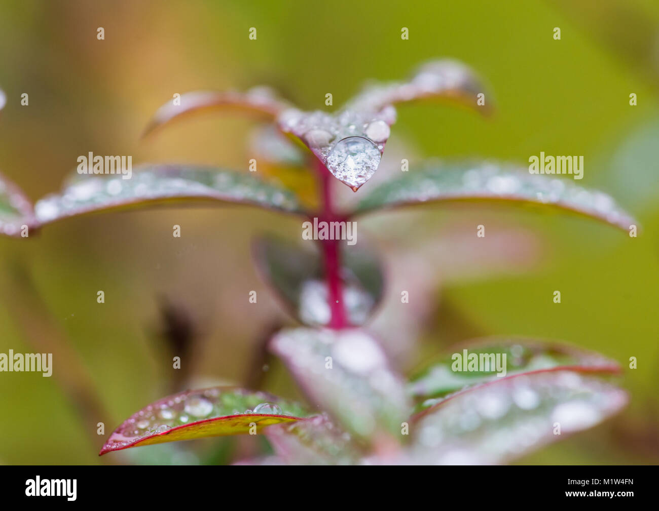Wet leaf hi-res stock photography and images - Alamy