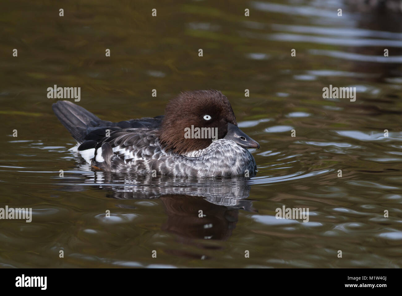 Adult female Goldeneye duck, Bucephala clangula, swimming on a lake in ...