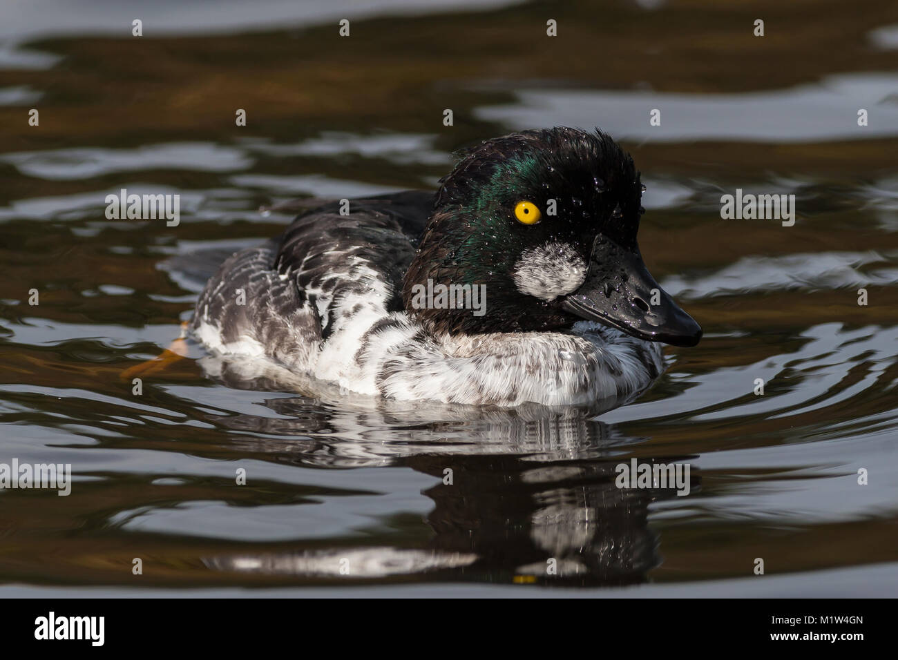 Adult Male Goldeneye duck, Bucephala clangula, swimming on a lake in ...
