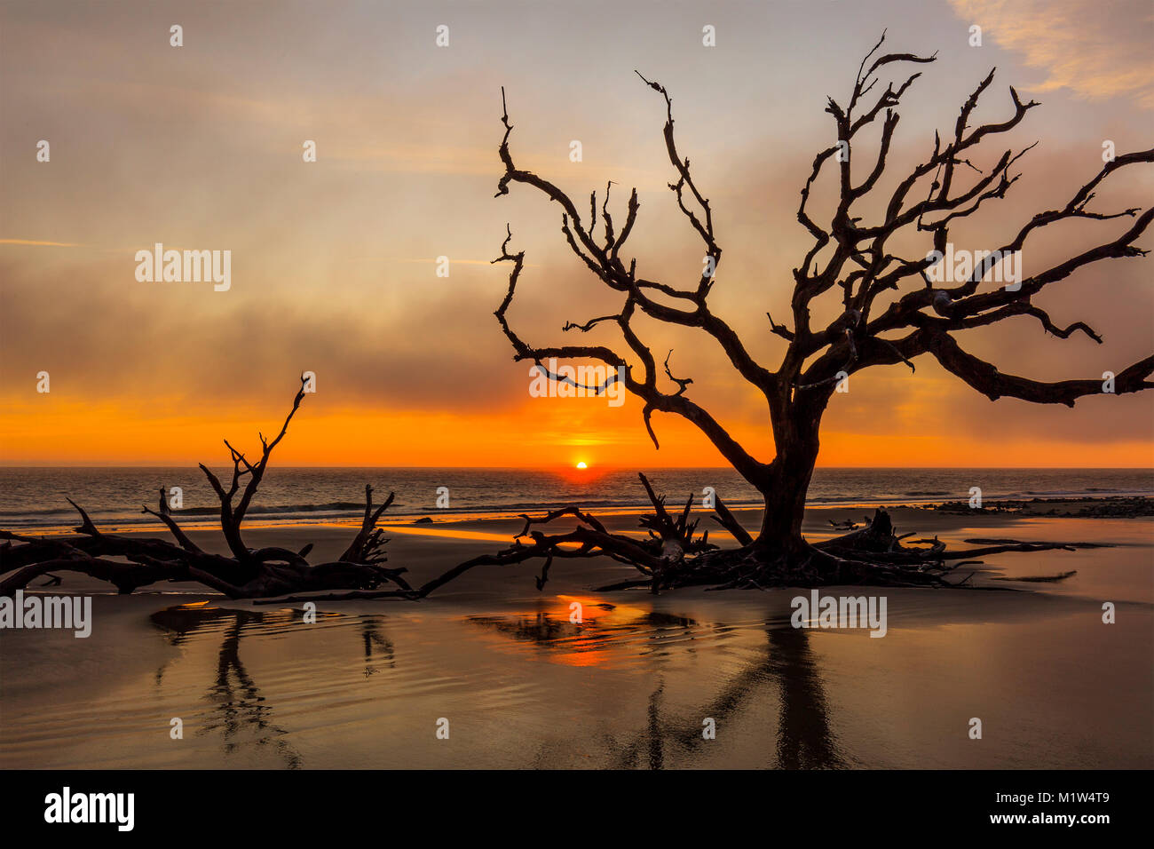 Driftwood and dead tree on an Atlantic Ocean beach at sunrise - Jekyll ...
