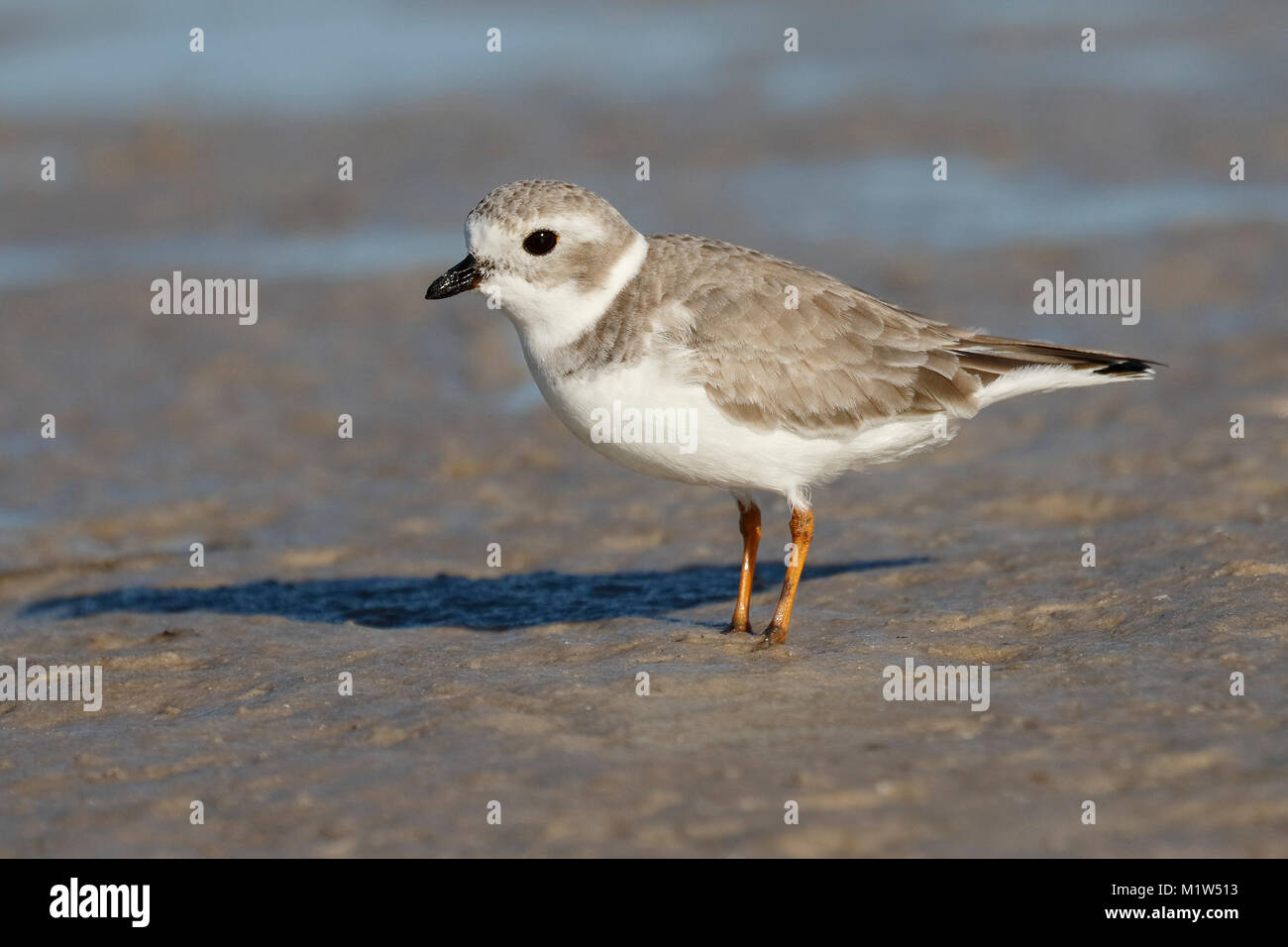 Piping Plover (Charadrius melodus) in non-breeding plumage foraging on ...