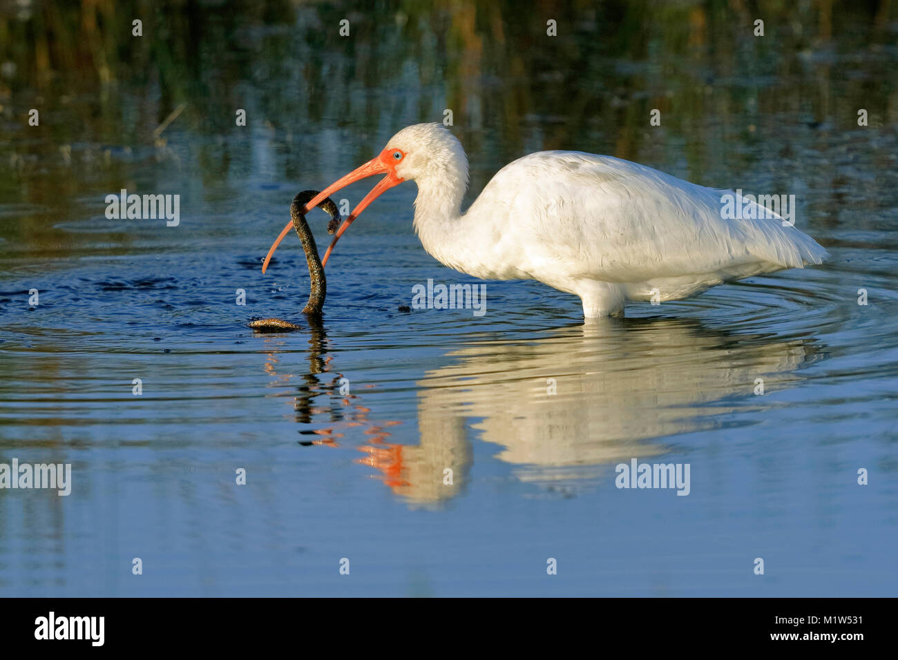 White Ibis (Eudocimus albus) eating a Florida Water Snake - Merritt ...