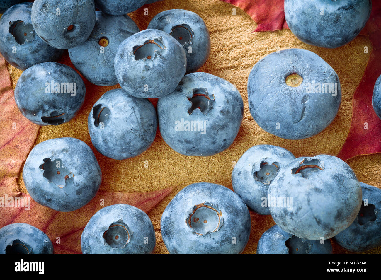 blueberry with a maple leaf Stock Photo - Alamy