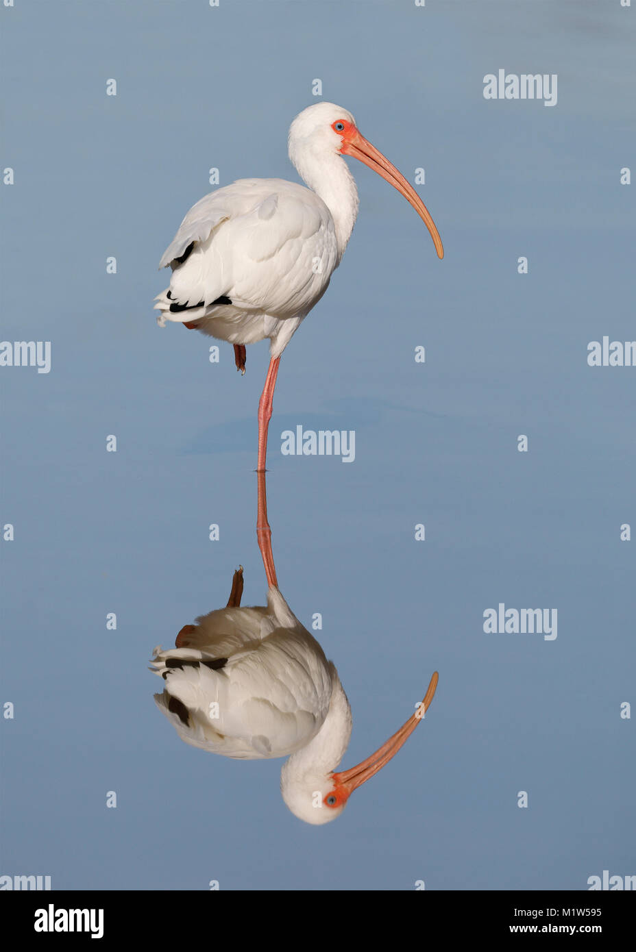 White Ibis (Eudocimus albus) standing on one leg reflecting in a pond ...