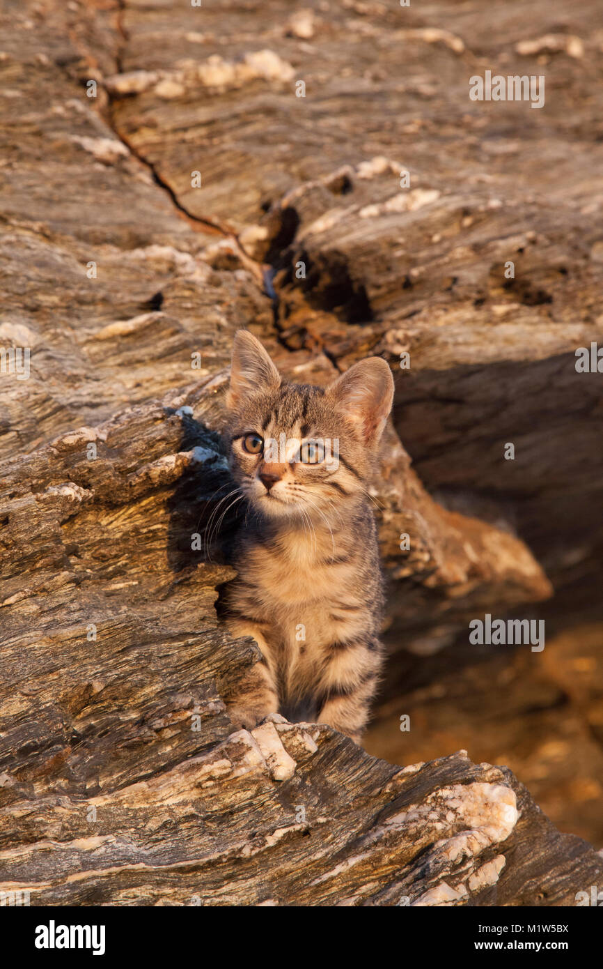 kitten playing at rocks Stock Photo - Alamy