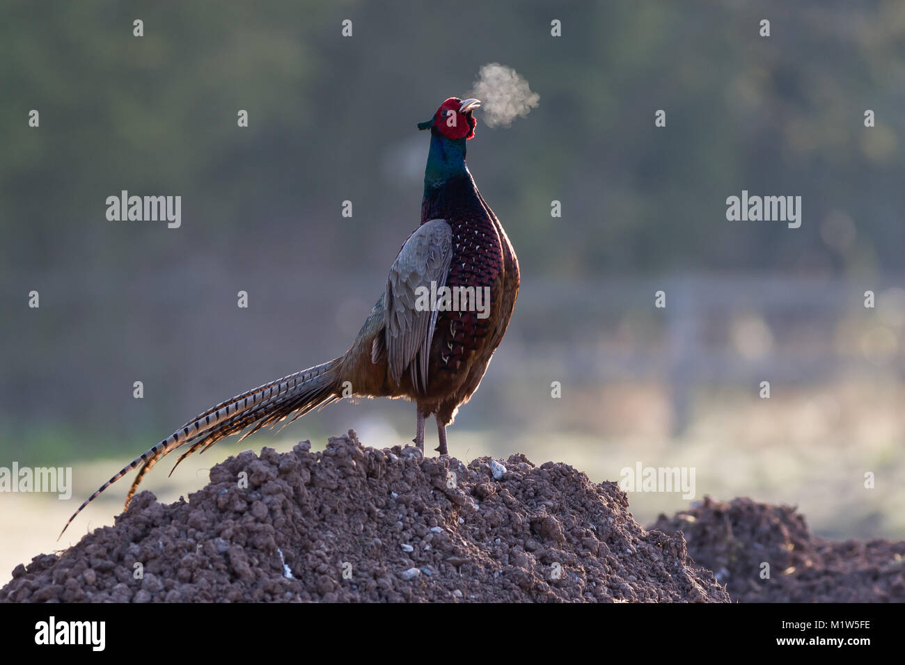 Pheasant shooting uk winter hi-res stock photography and images - Alamy