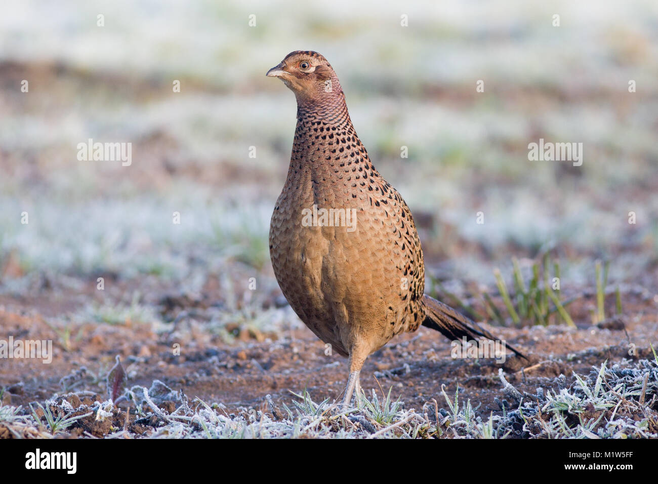 Adult female pheasant hi-res stock photography and images - Alamy