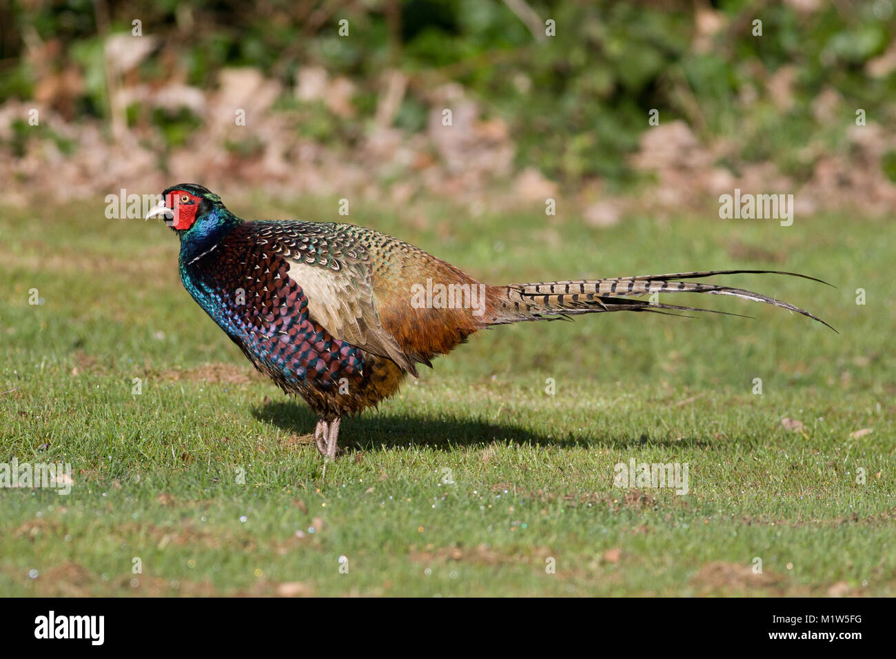 Adult male pheasant, Phasianus colchicus, UK Stock Photo - Alamy
