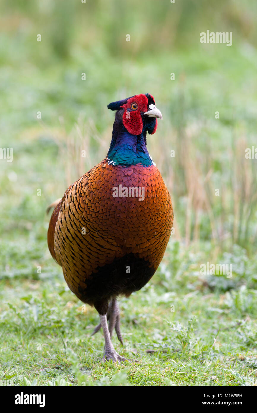 Adult male pheasant, Phasianus colchicus, UK Stock Photo - Alamy