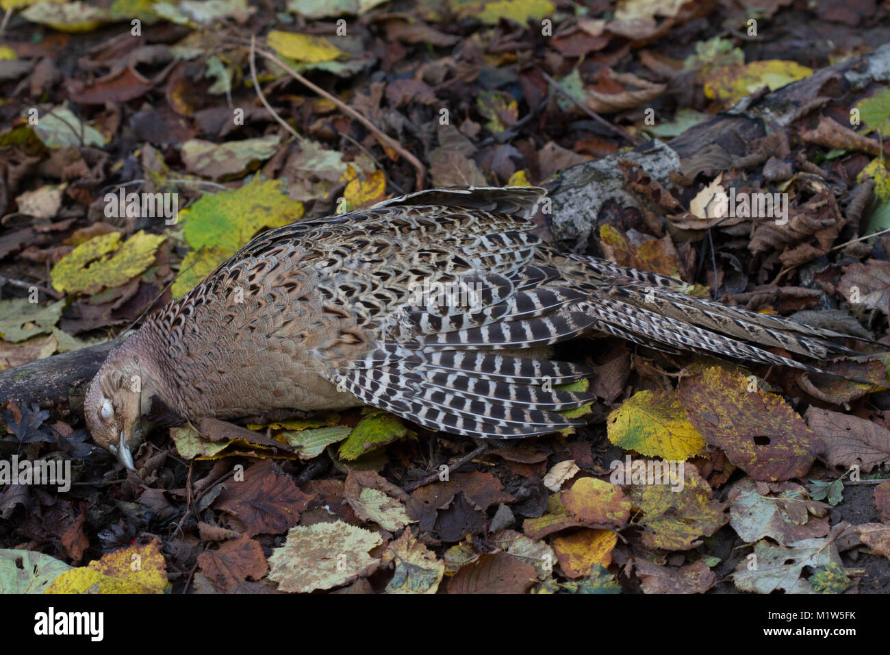 Adult female pheasant hi-res stock photography and images - Alamy