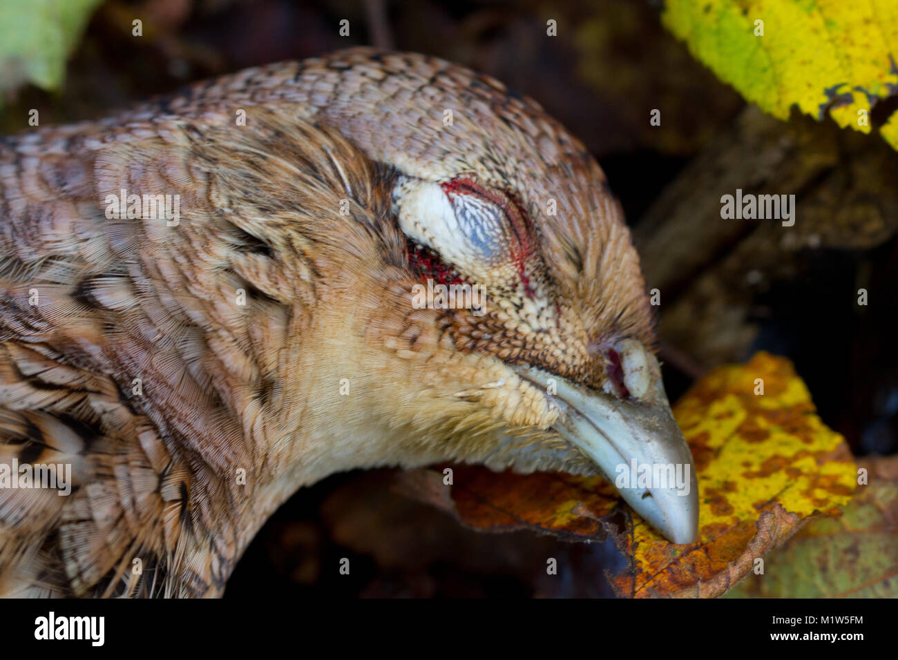 Dead female pheasant hi-res stock photography and images - Alamy