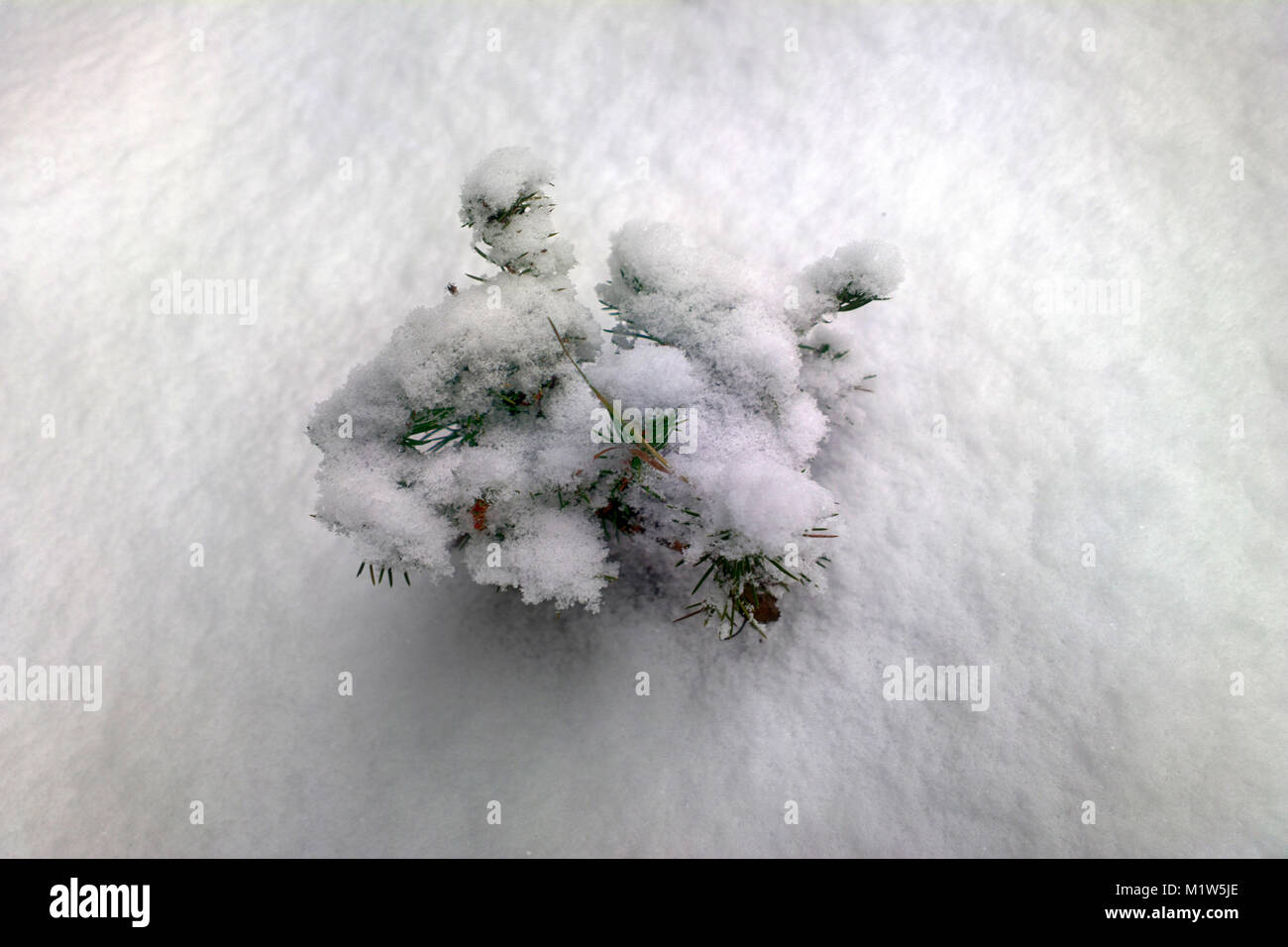 Plants in snow. simple beauty of nature in winter after a snowfall ...