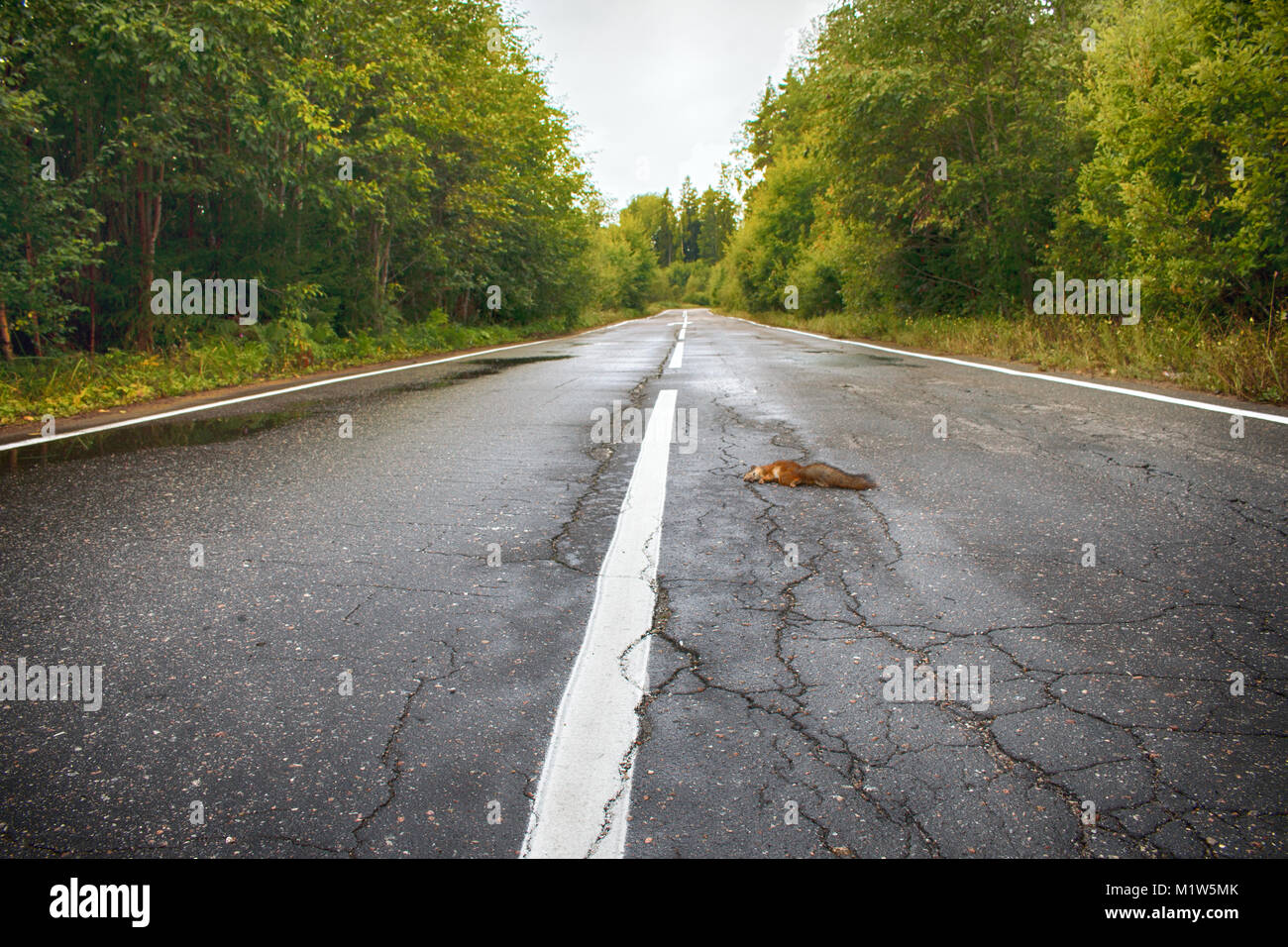 Adult squirrel hit by car on paved forest highway. Car as cause of ...