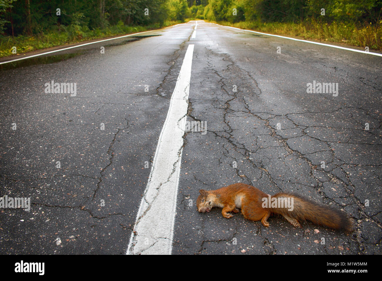 Adult squirrel hit by car on paved forest highway. Car as cause of ...