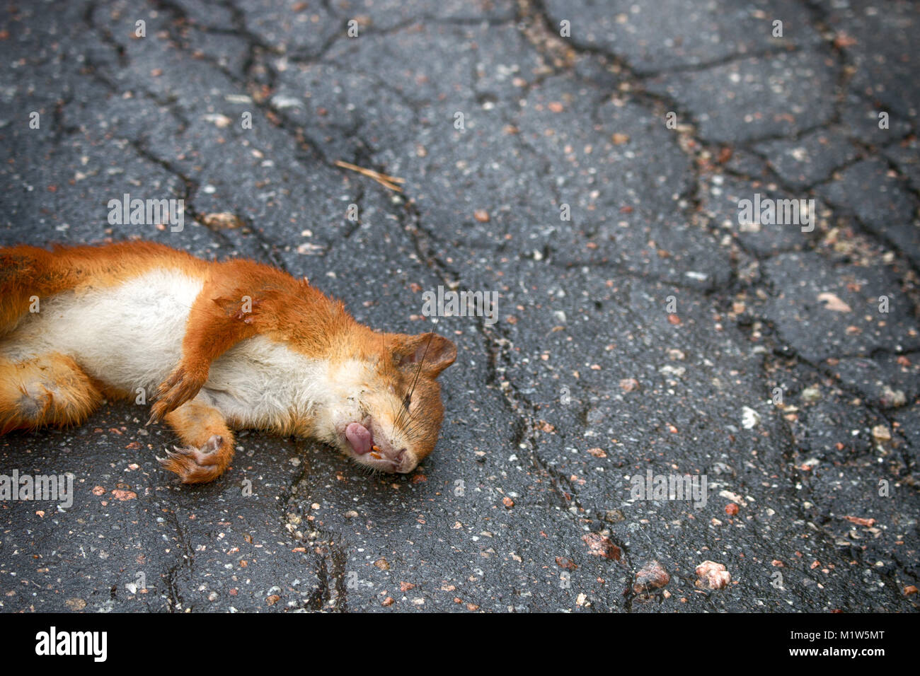 Adult squirrel hit by car on paved forest highway. Car as cause of ...
