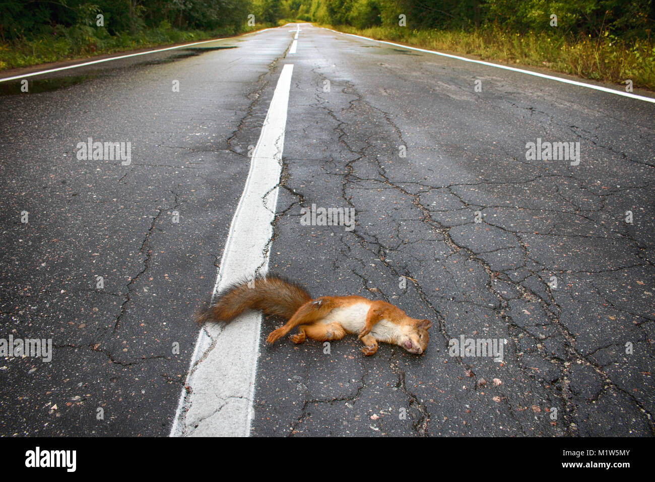 Adult squirrel hit by car on paved forest highway. Car as cause of ...