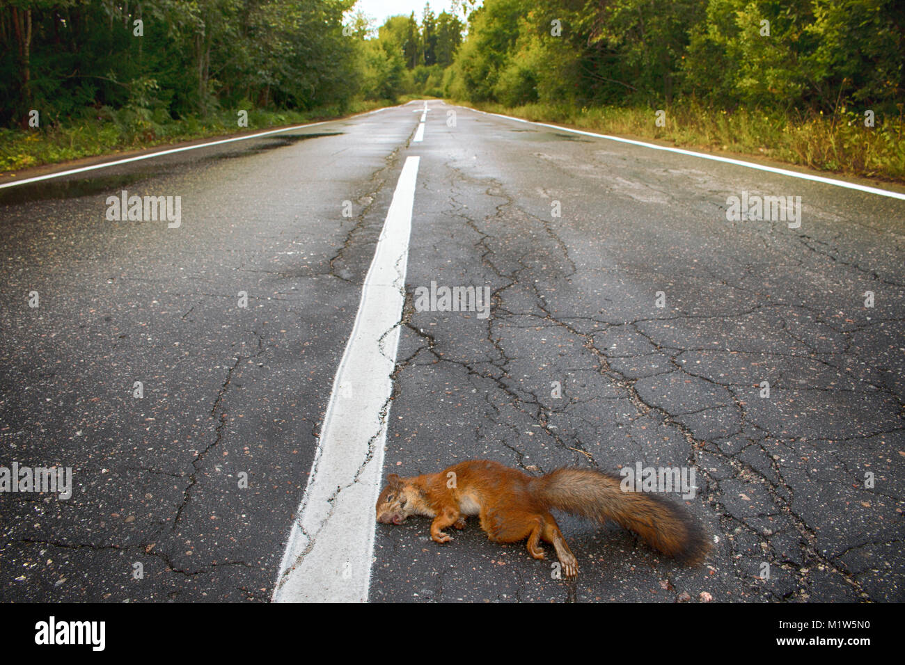 Adult squirrel hit by car on paved forest highway. Car as cause of ...