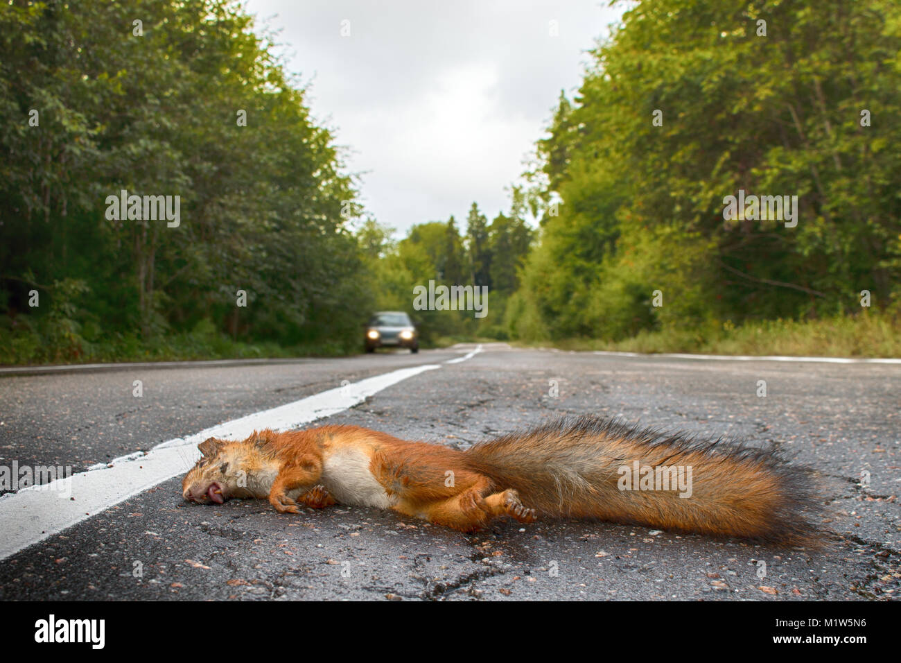 Adult squirrel hit by car on paved forest highway. Car as cause of ...