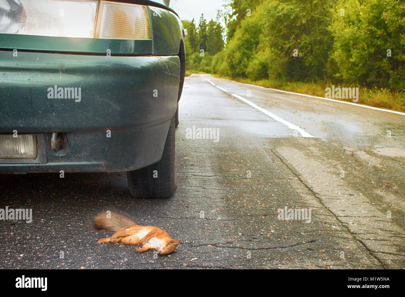 Adult squirrel hit by car on paved forest highway. Car as cause of ...