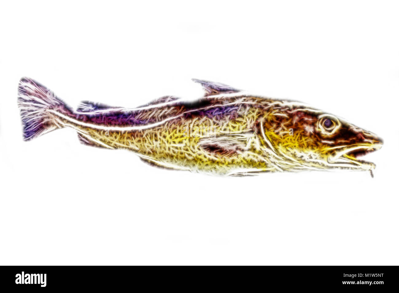 Codling gadus morhua hi-res stock photography and images - Alamy