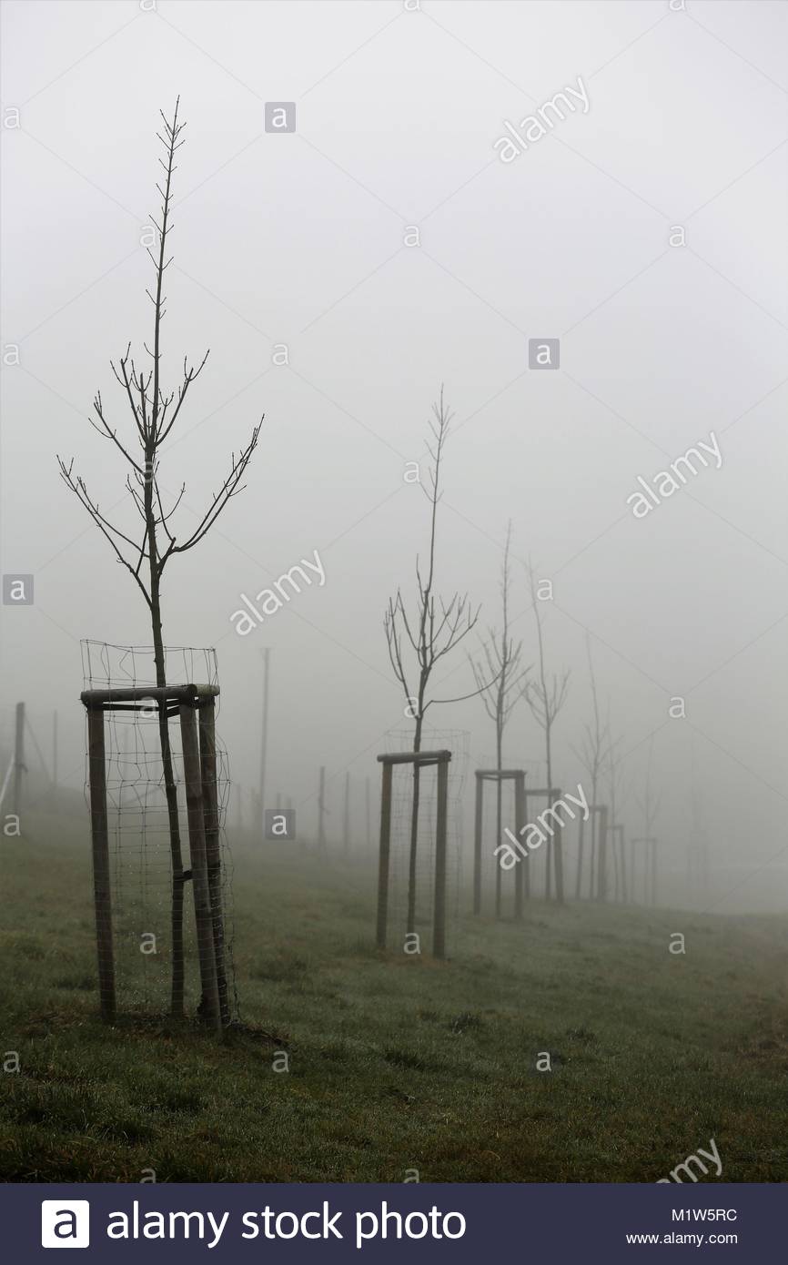 Rows of young trees planted along a new railway line stand alone on a ...