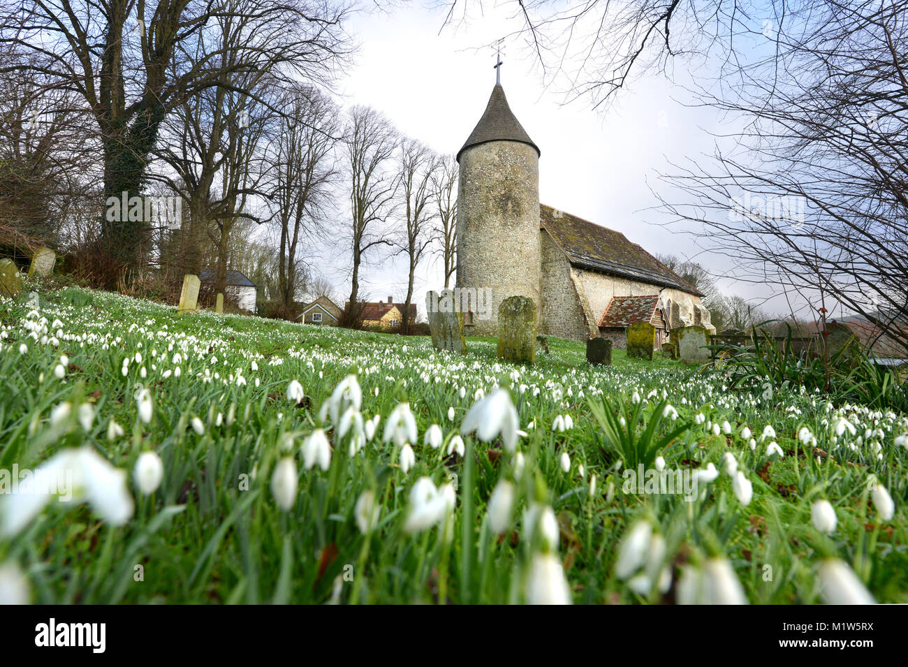 Snowdrops in Southease churchyard, East Sussex, on the South Downs Way ...