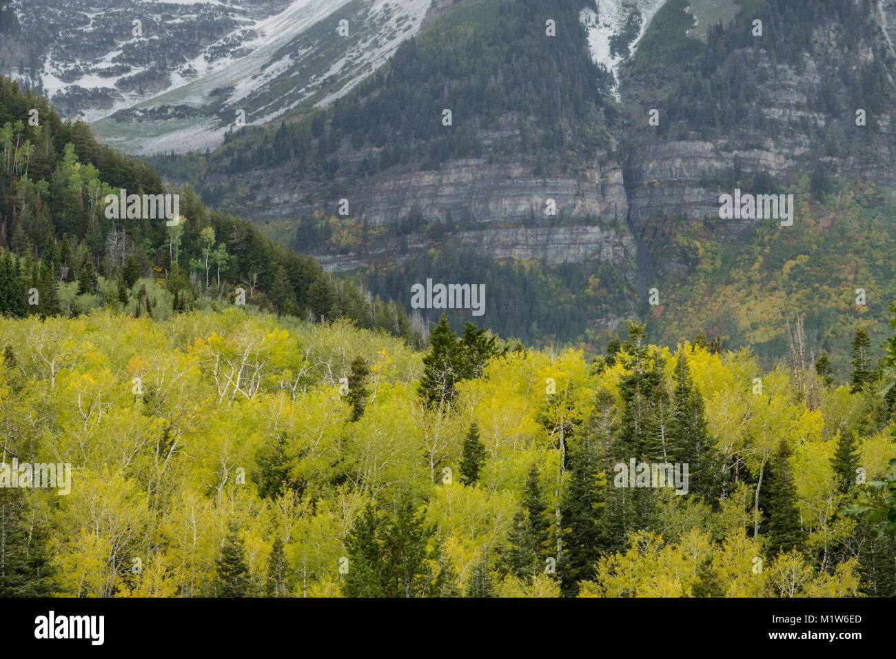Yellow aspen in autumn along the Alpine scenic Loop Highway in Utah ...