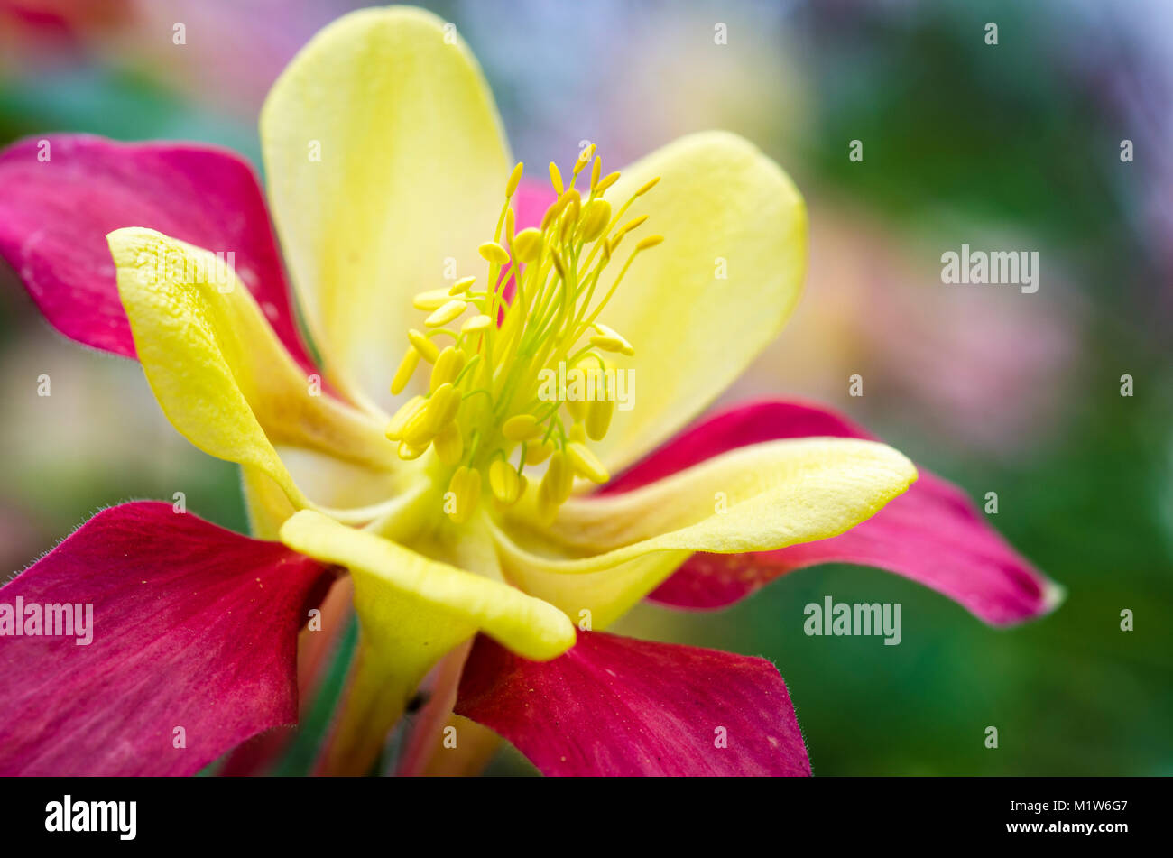 Red and yellow columbine flower hi-res stock photography and images - Alamy