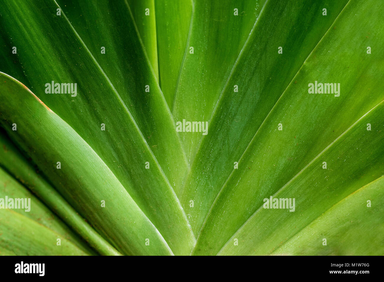 Palm shaped leaf hi-res stock photography and images - Alamy