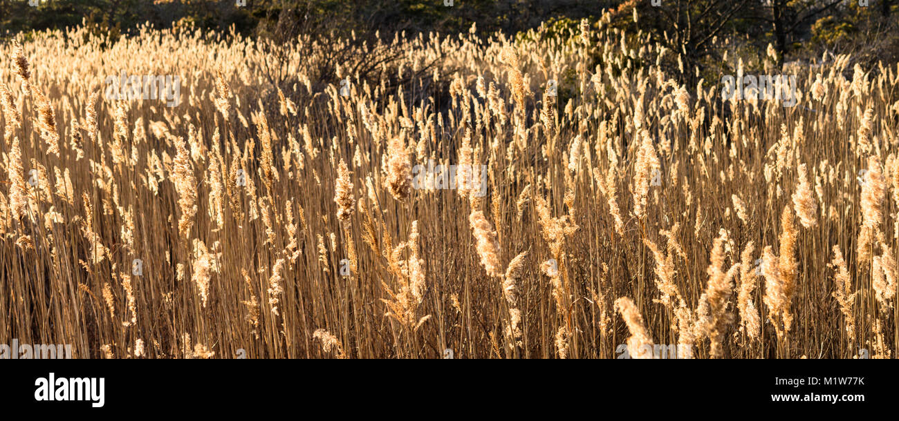 Fields of reeds Stock Photo - Alamy