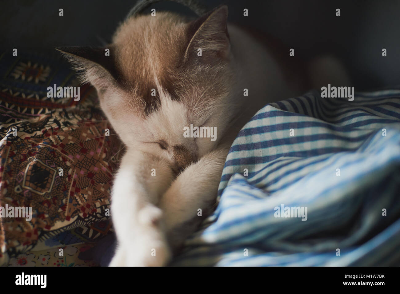 Pussycat sleeping hi-res stock photography and images - Alamy