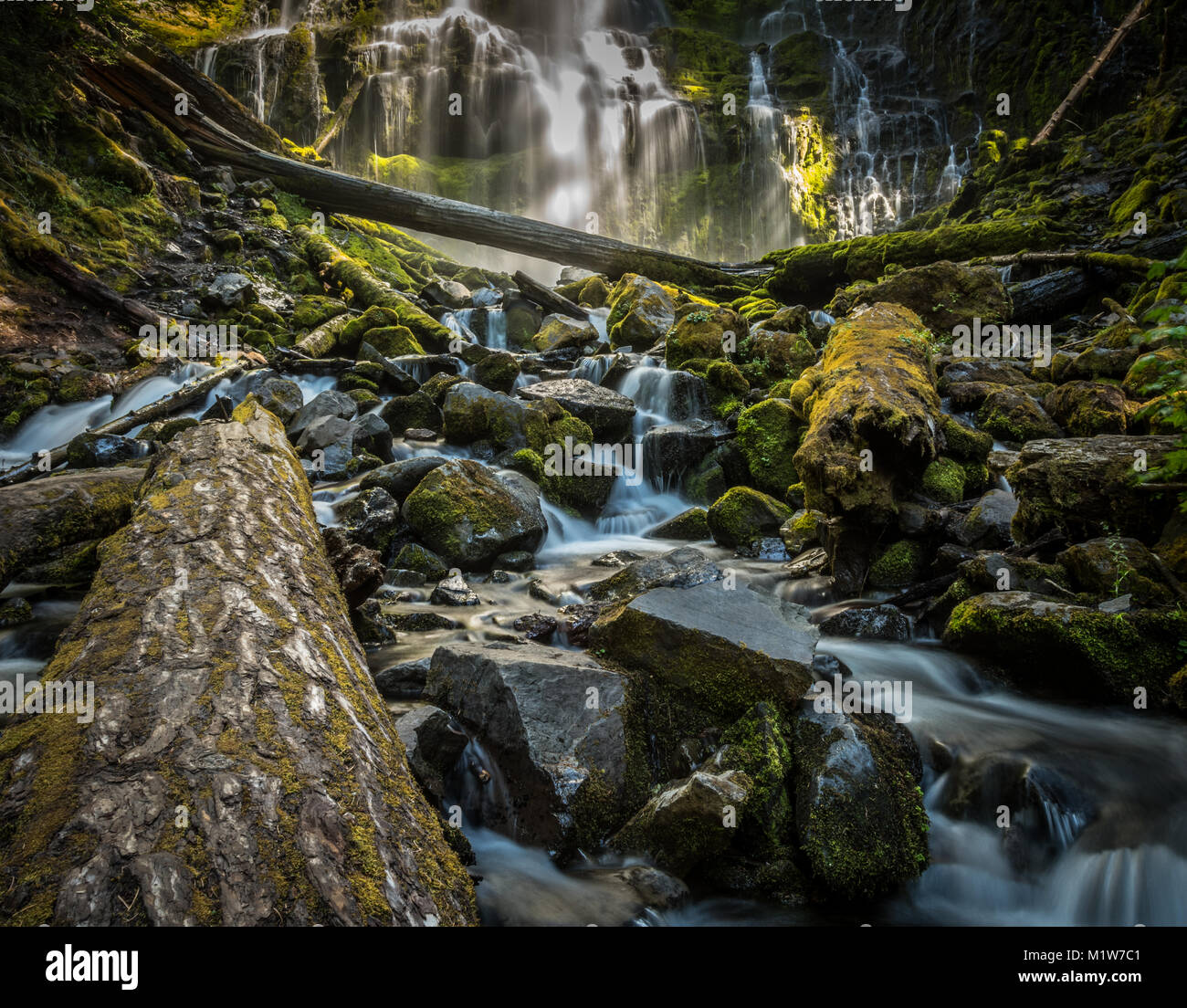 Fallen Log in Proxy Falls Stock Photo - Alamy