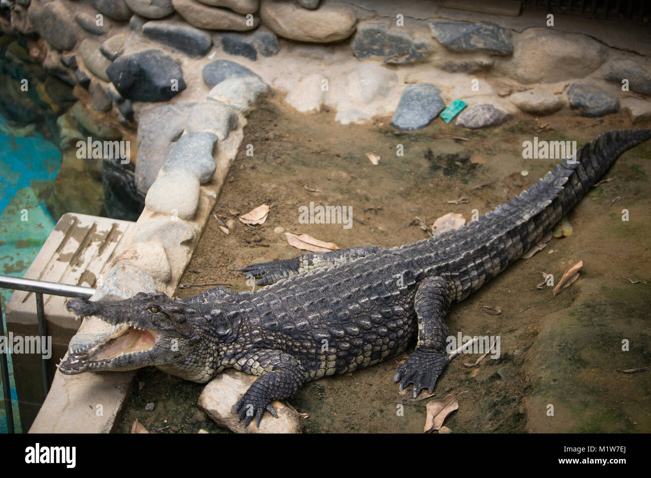 Animals in a zoo. various wild animals photo. 008 Stock Photo - Alamy