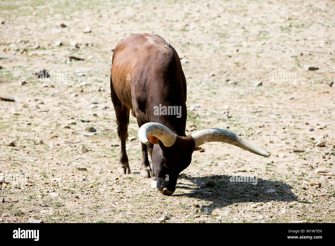 Animals in a zoo. various wild animals photo. 009 Stock Photo - Alamy