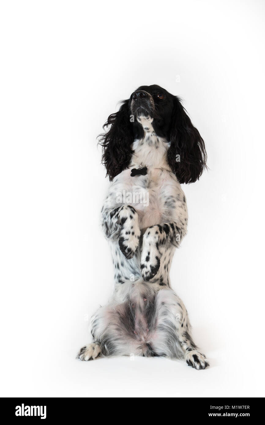 Beautiful female spaniel sits on its hind legs on white background ...