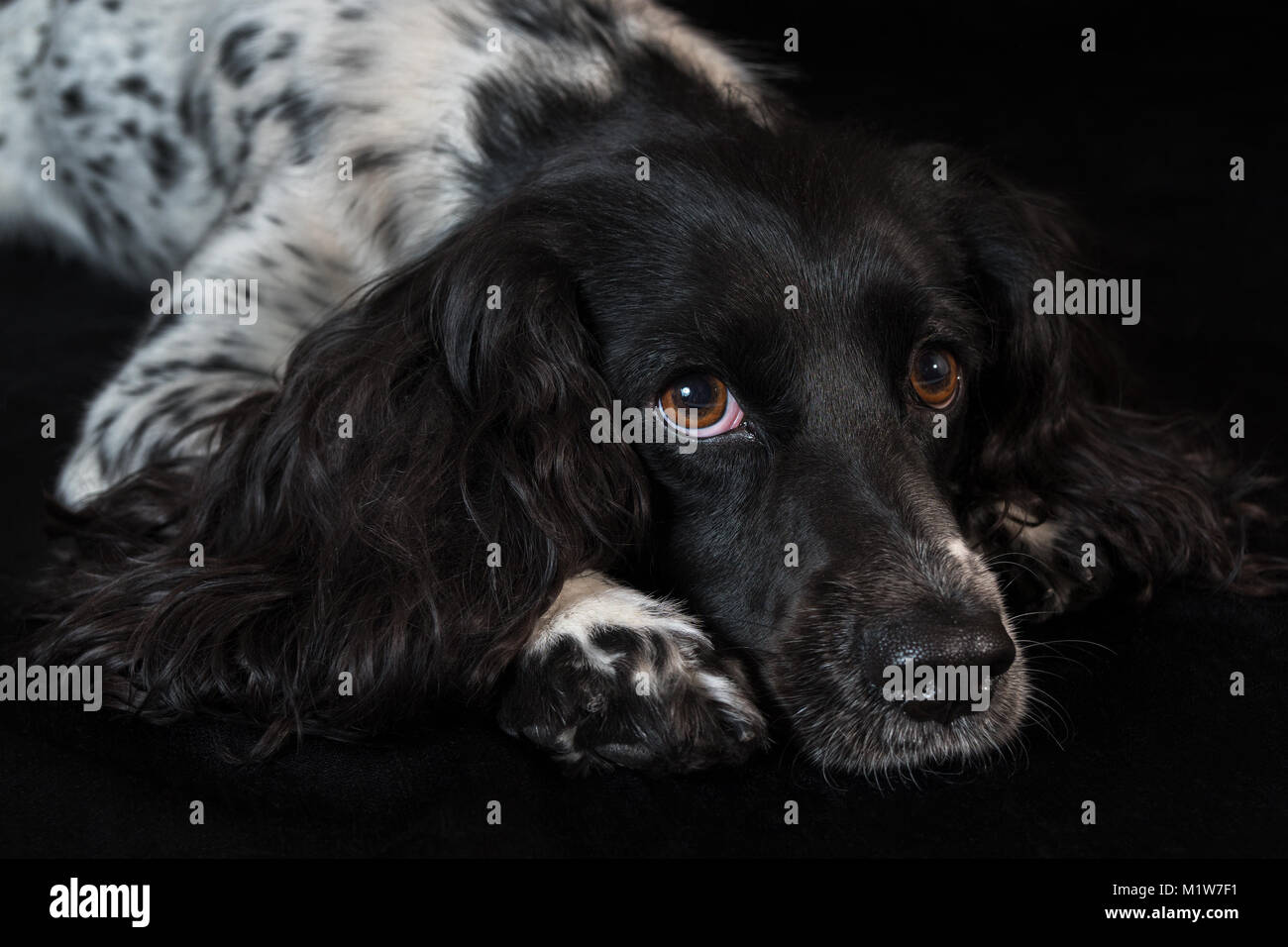 Beautiful female spaniel lies on black background Stock Photo - Alamy
