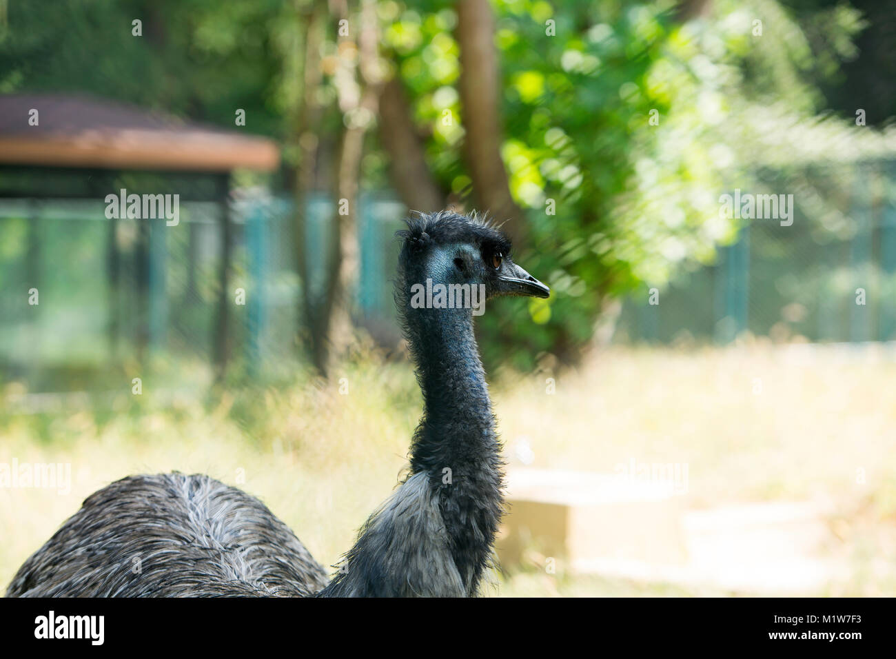 Animals in a zoo. various wild animals photo. 012 Stock Photo - Alamy