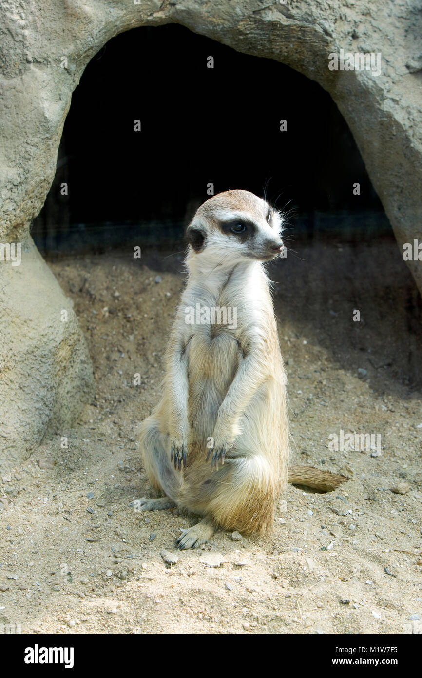 Animals in a zoo. various wild animals photo. 013 Stock Photo - Alamy