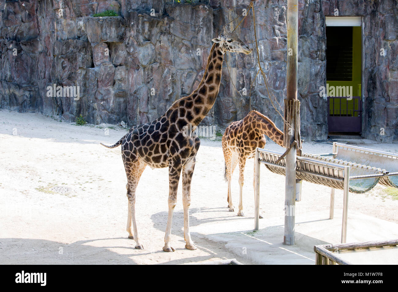 Animals in a zoo. various wild animals photo. 014 Stock Photo - Alamy