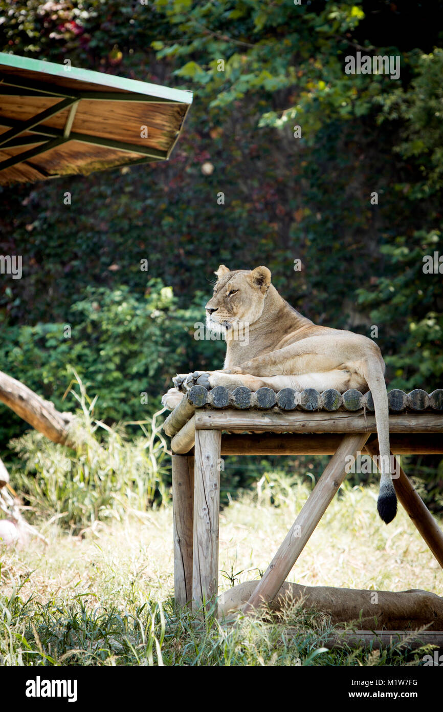 Animals in a zoo. various wild animals photo. 021 Stock Photo - Alamy