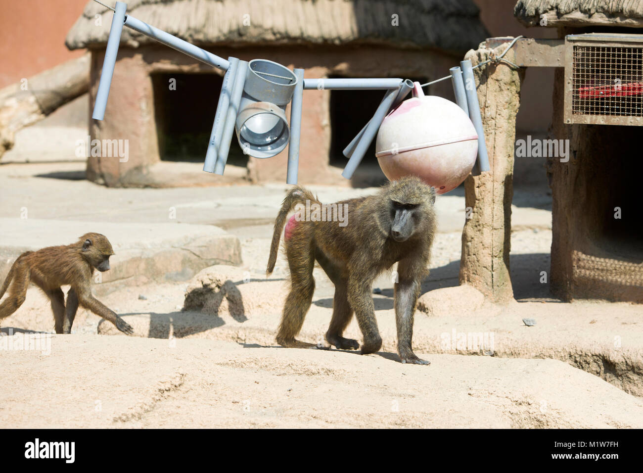 Animals in a zoo. various wild animals photo. 023 Stock Photo - Alamy