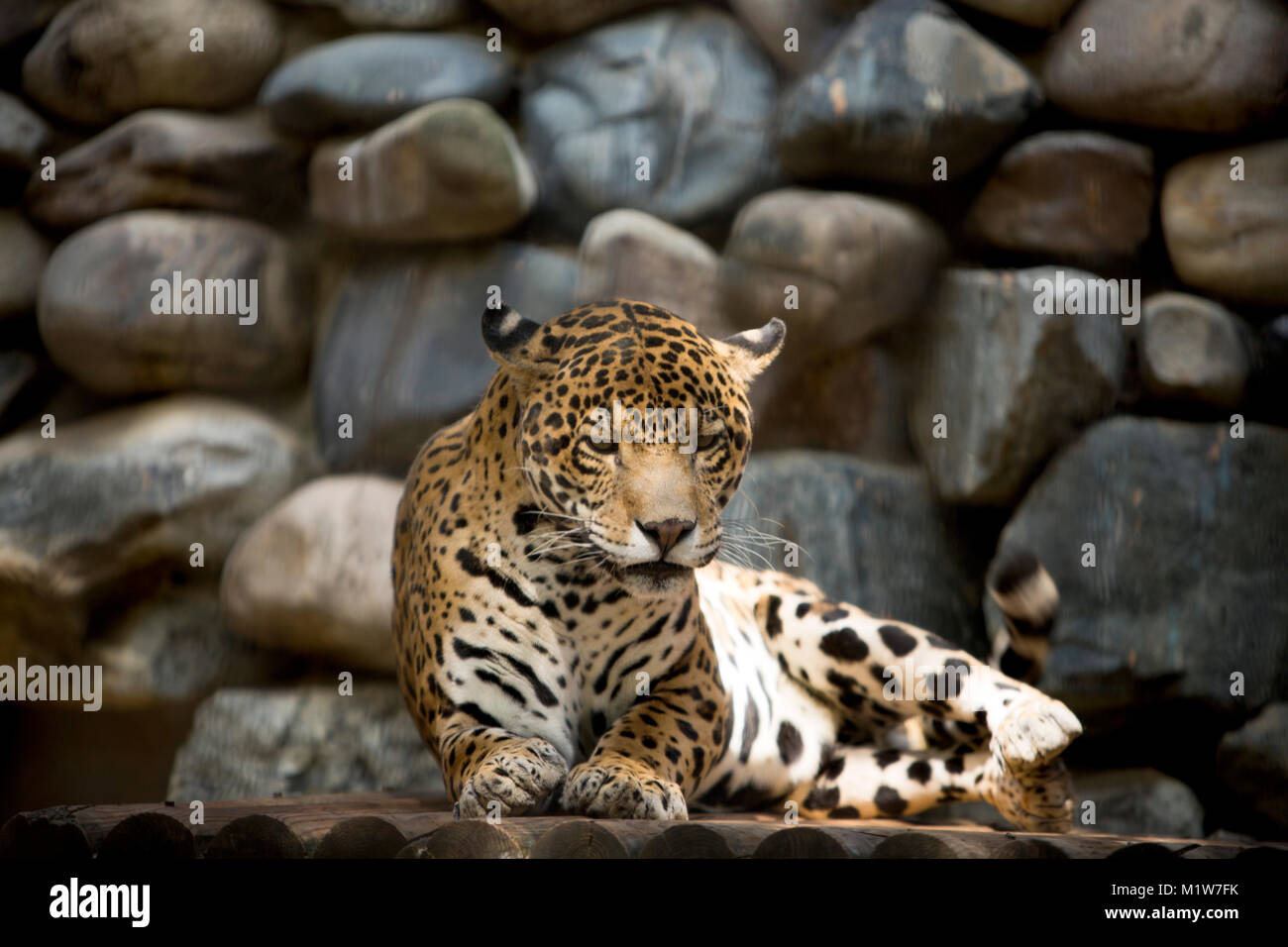 Animals in a zoo. various wild animals photo. 024 Stock Photo - Alamy