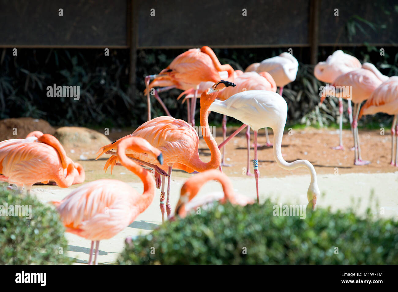 Animals in a zoo. various wild animals photo. 025 Stock Photo - Alamy