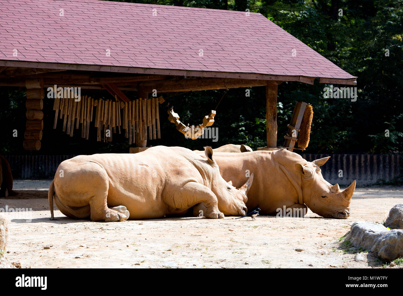 Animals in a zoo. various wild animals photo. 031 Stock Photo - Alamy