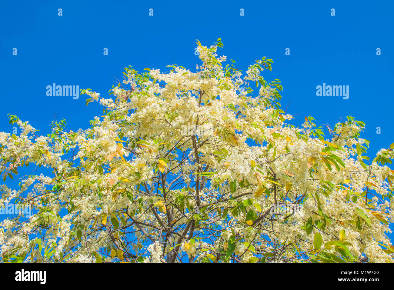 The sof focus of Shorea, White Meranti,Shorea roxburghii,Don ...