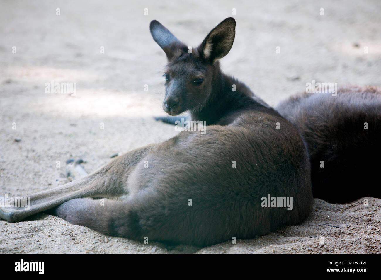 Animals in a zoo. various wild animals photo. 035 Stock Photo - Alamy