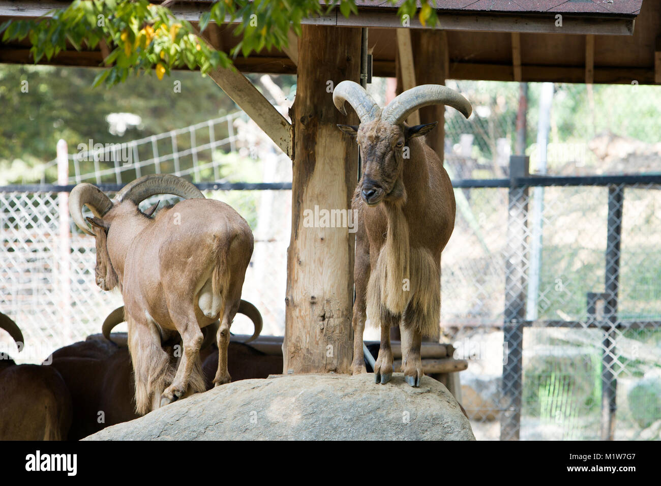 Animals in a zoo. various wild animals photo. 037 Stock Photo - Alamy