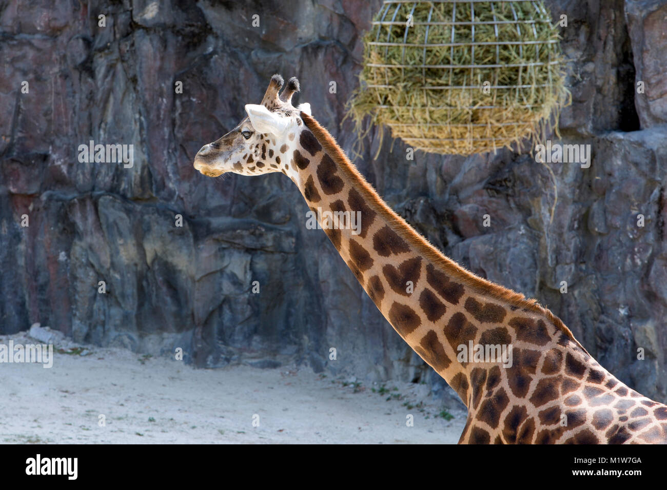 Animals in a zoo. various wild animals photo. 040 Stock Photo - Alamy