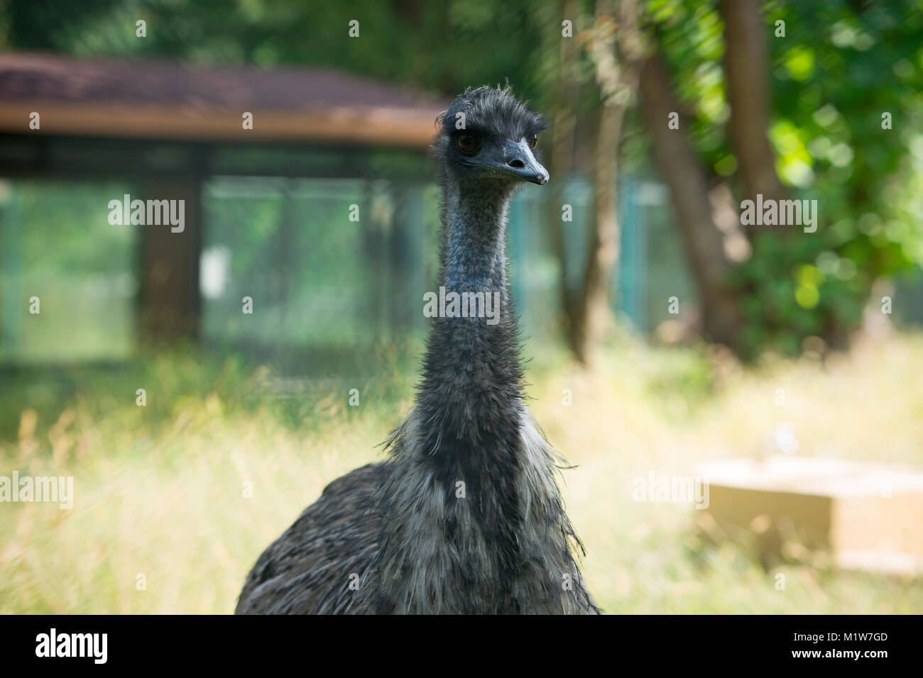 Animals in a zoo. various wild animals photo. 043 Stock Photo - Alamy